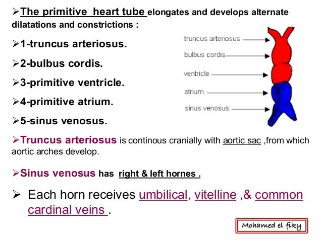 Development of the heart tube