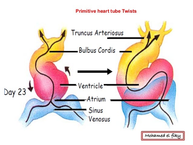 Development of the heart tube