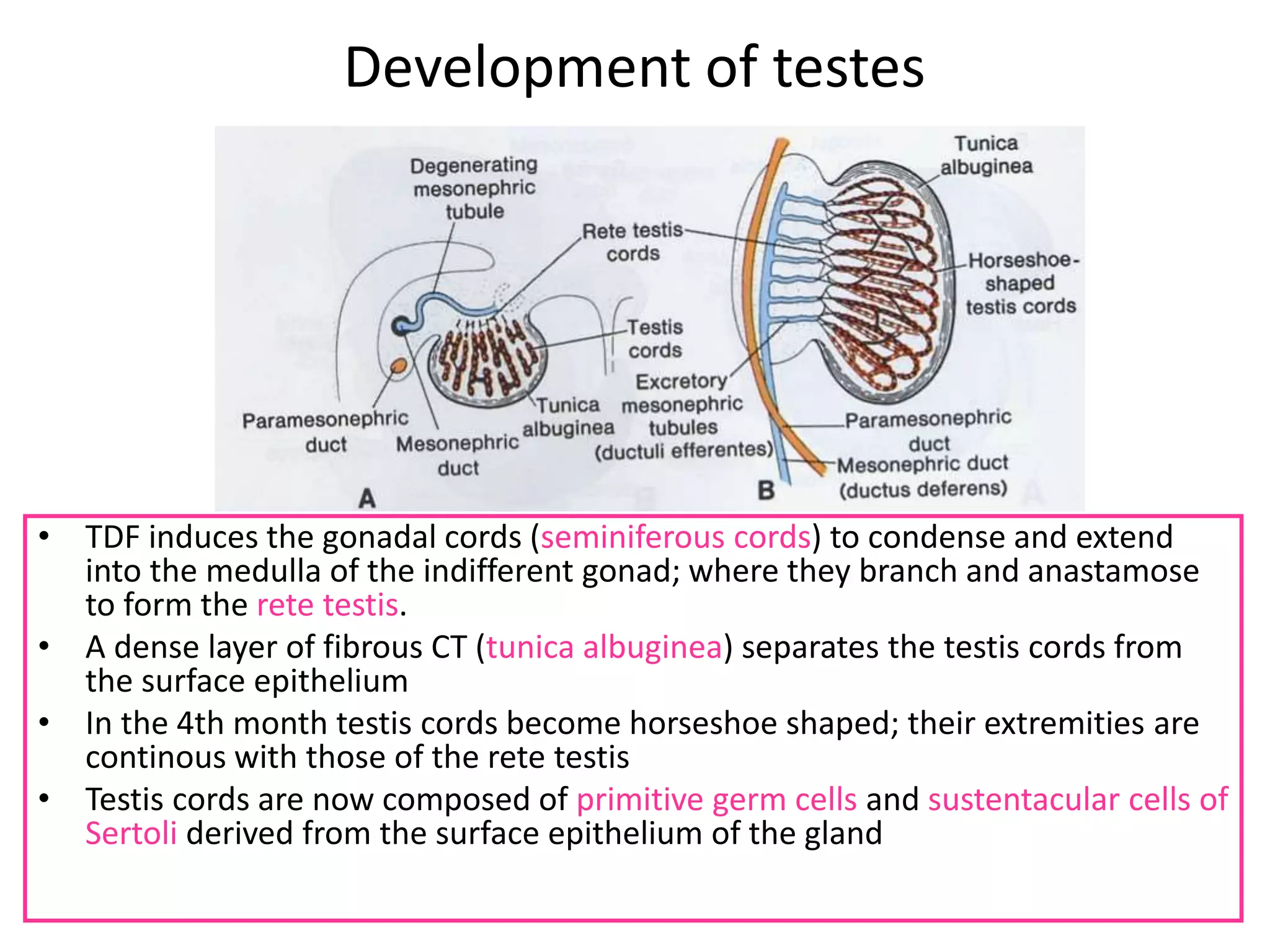 Development of the male and female genital tracts | PPTX