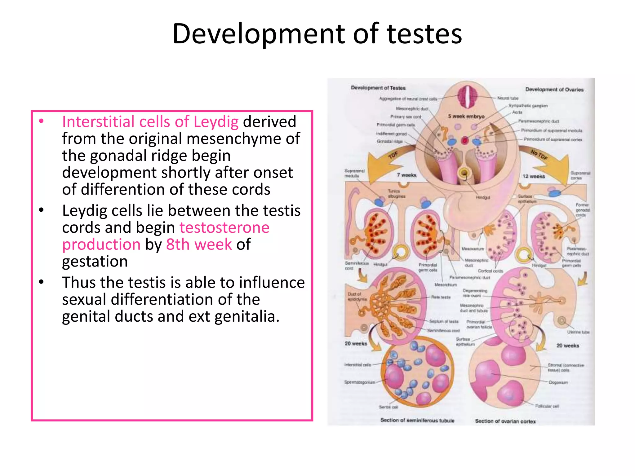 Development of the male and female genital tracts | PPTX