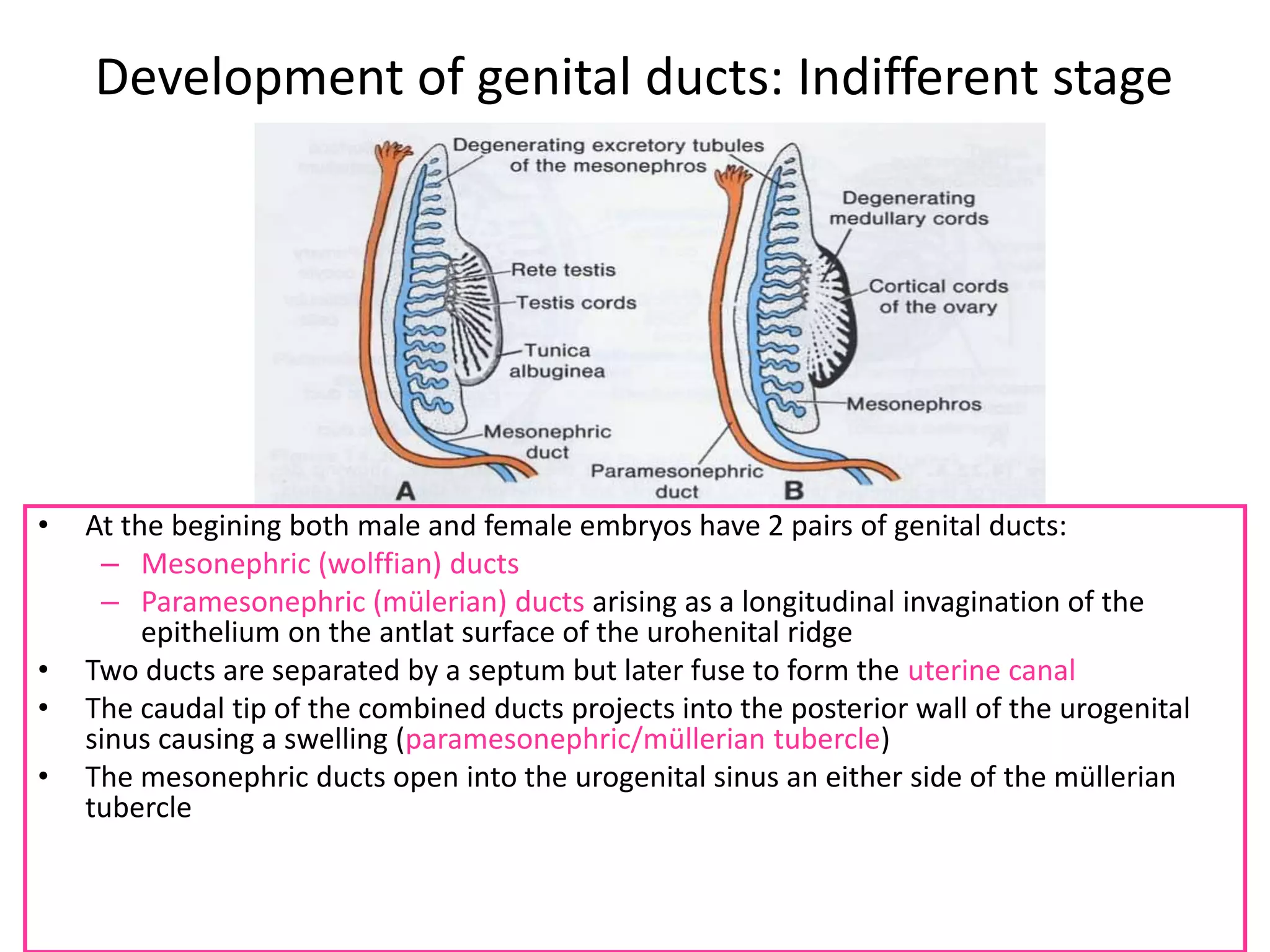 Development of the male and female genital tracts | PPTX