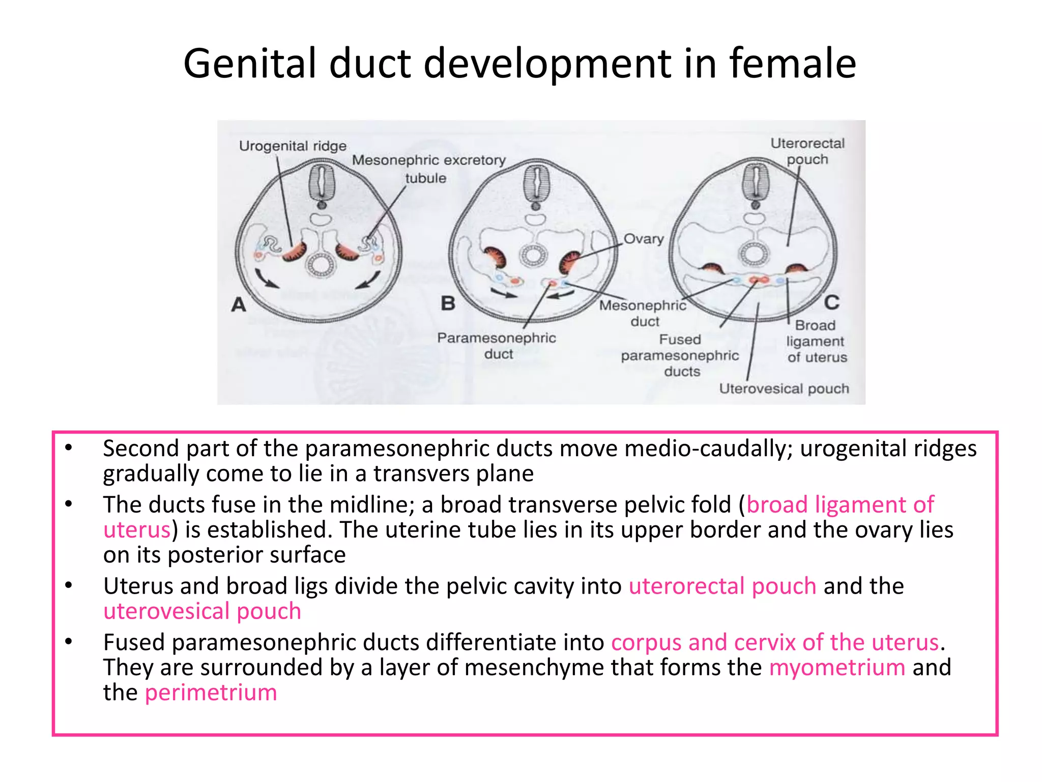 Development of the male and female genital tracts | PPTX