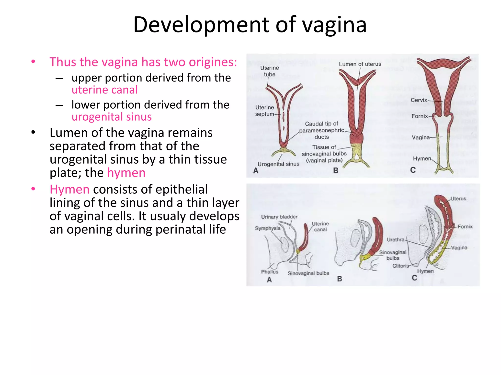 Development of the male and female genital tracts | PPTX