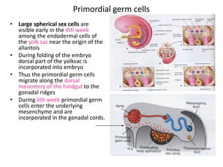 Development of the male and female genital tracts | PPTX