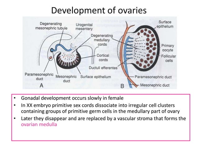 Development of the male and female genital tracts | PPTX