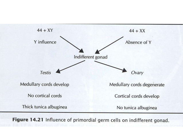 Development of the male and female genital tracts | PPTX