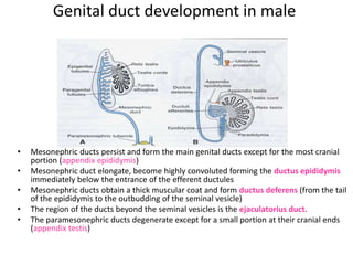 Development of the male and female genital tracts | PPTX