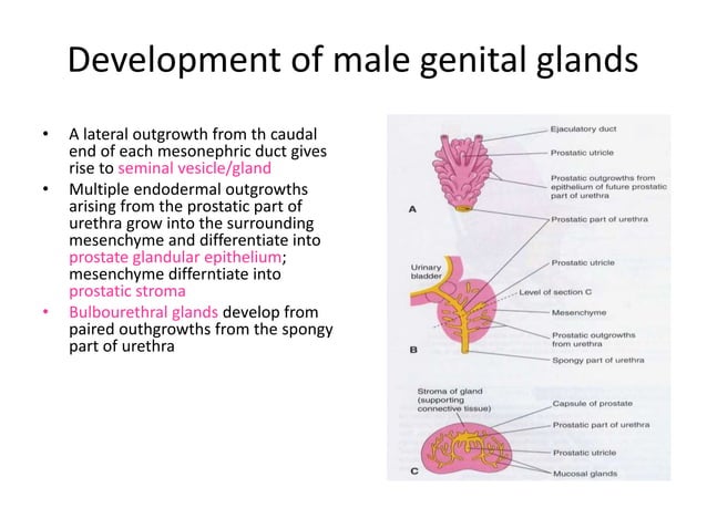 Development of the male and female genital tracts | PPT