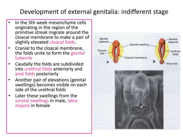 Development of the male and female genital tracts | PPTX