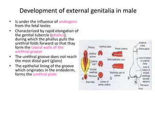 Development of the male and female genital tracts | PPTX