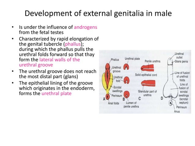 Genital System Development : UROGENITAL SYSTEM EMBRYOLOGY – NZCA