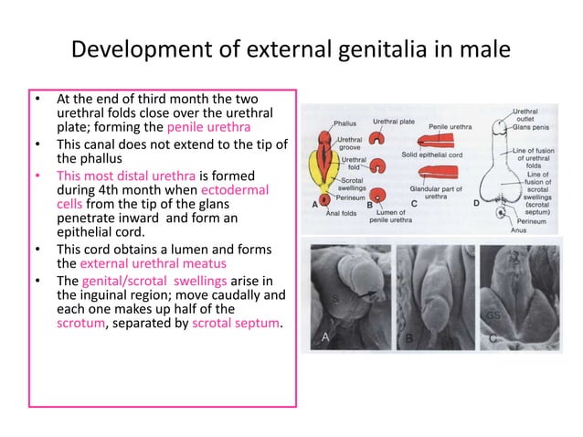 Development of the male and female genital tracts | PPTX