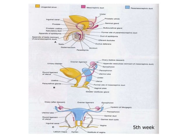 Development of the male and female genital tracts | PPTX