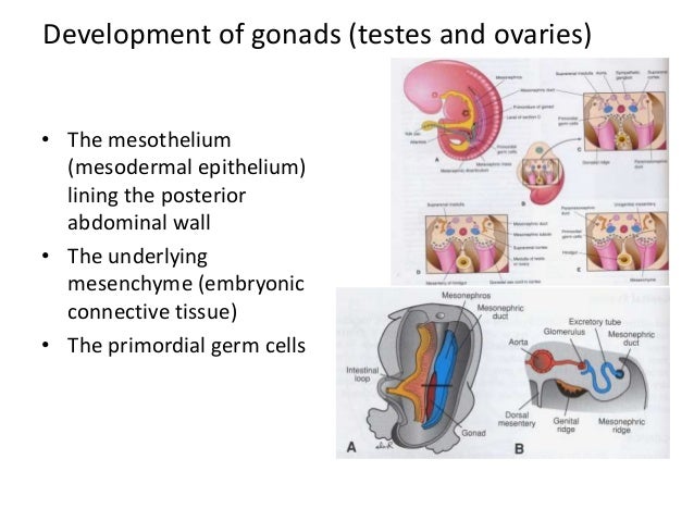 Development of the male and female genital tracts