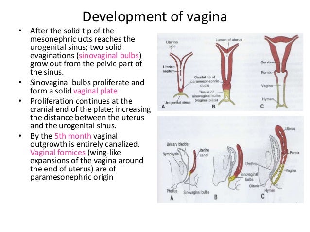 Development of the male and female genital tracts