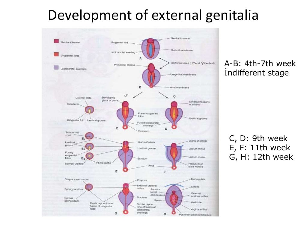 Development of the male and female genital tracts