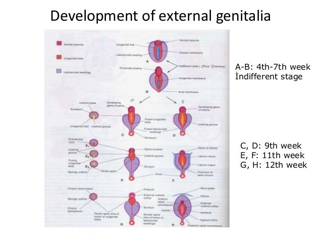Development of the male and female genital tracts