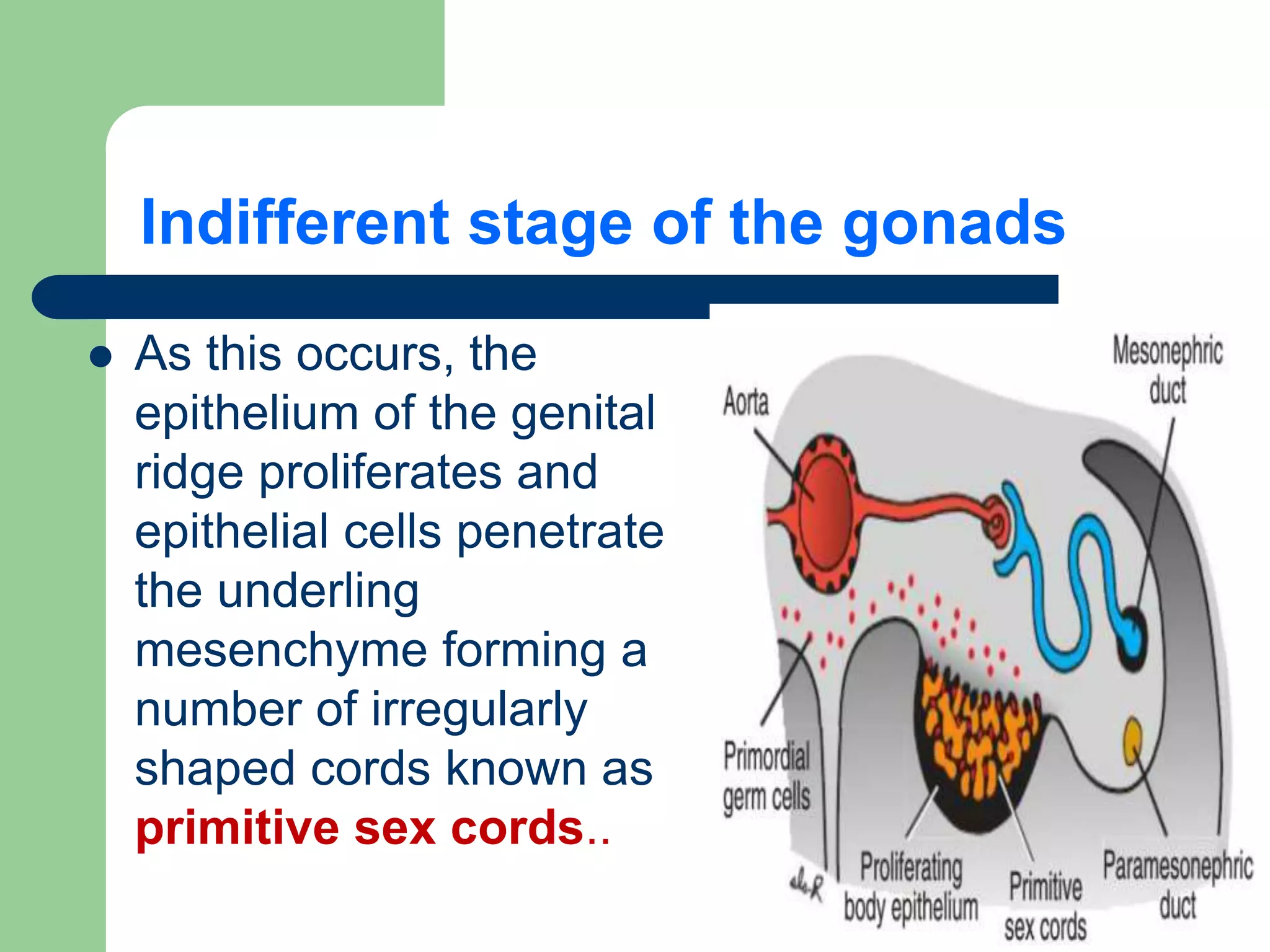 Development of the male& female genital system.pptx