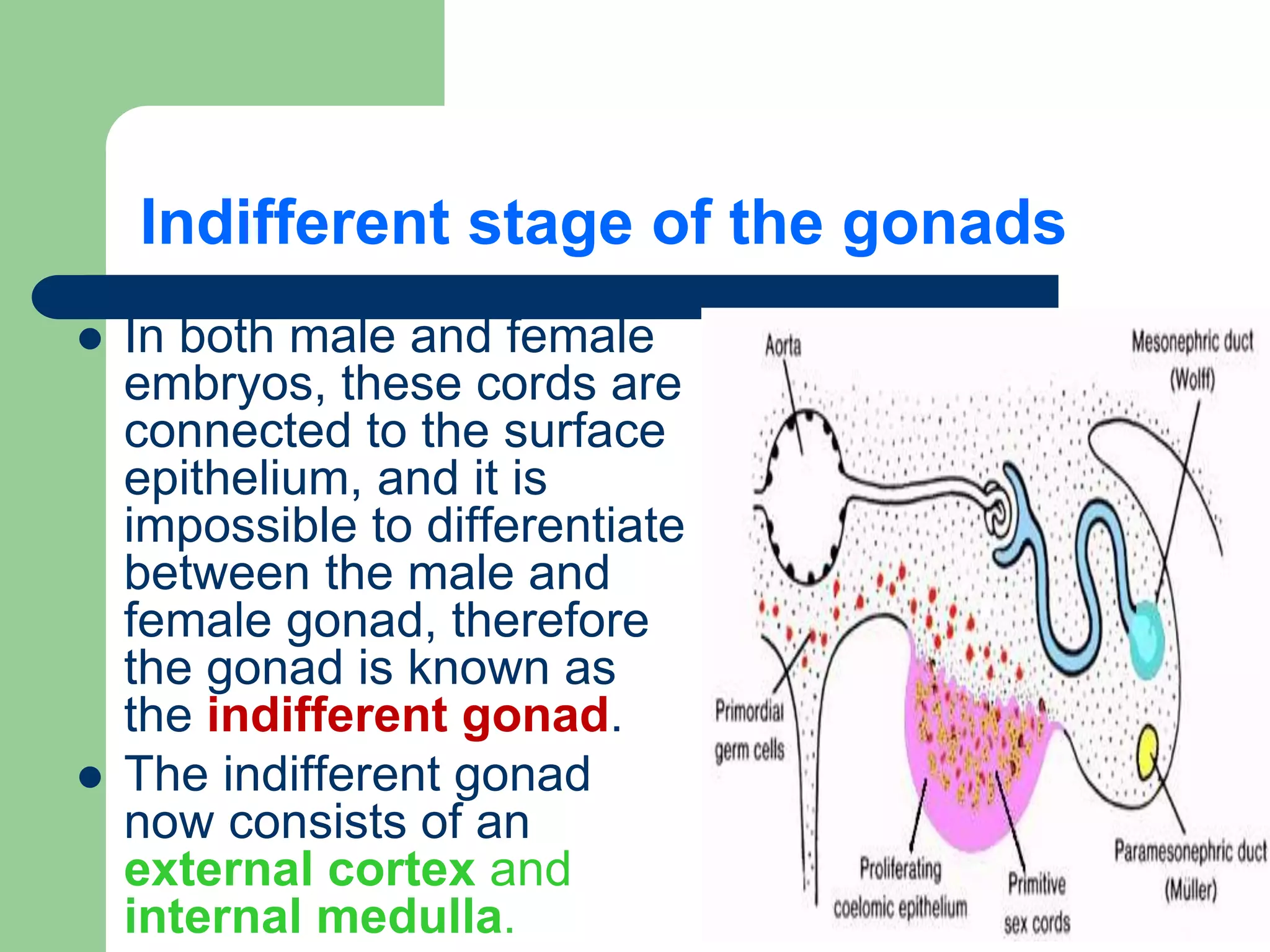Development of the male& female genital system.pptx