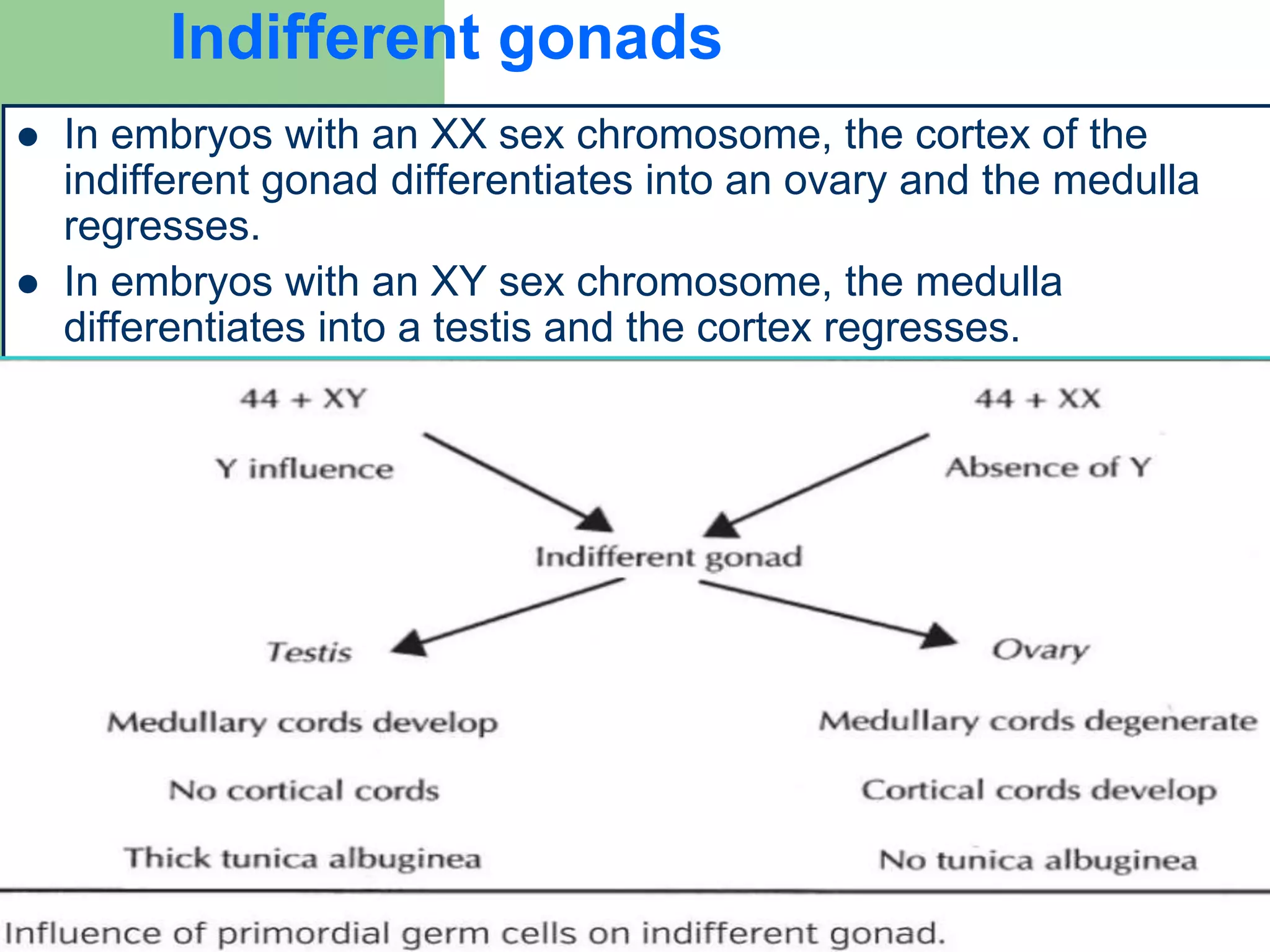 Development of the male& female genital system.pptx