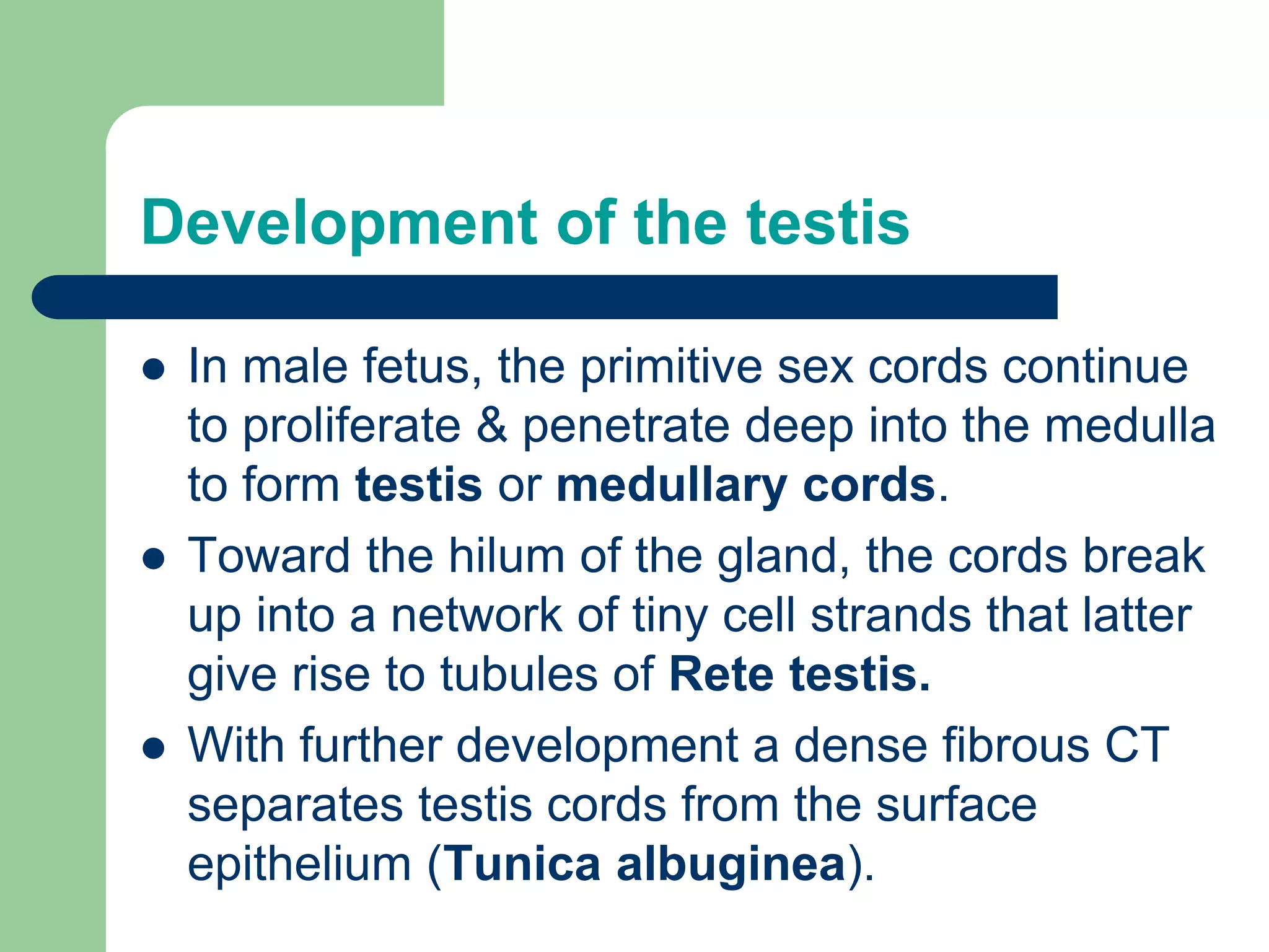 Development of the male& female genital system.pptx