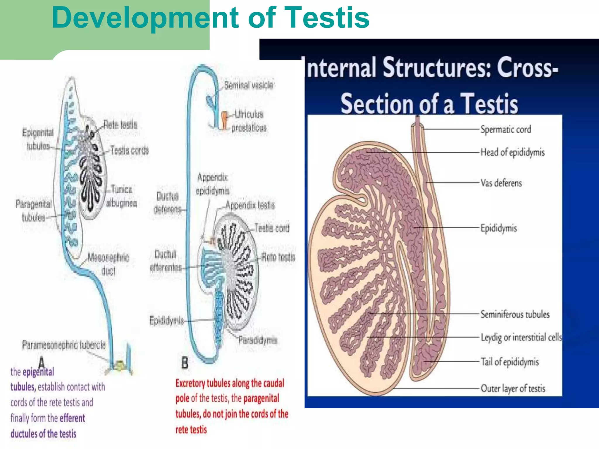 Development of the male& female genital system.pptx