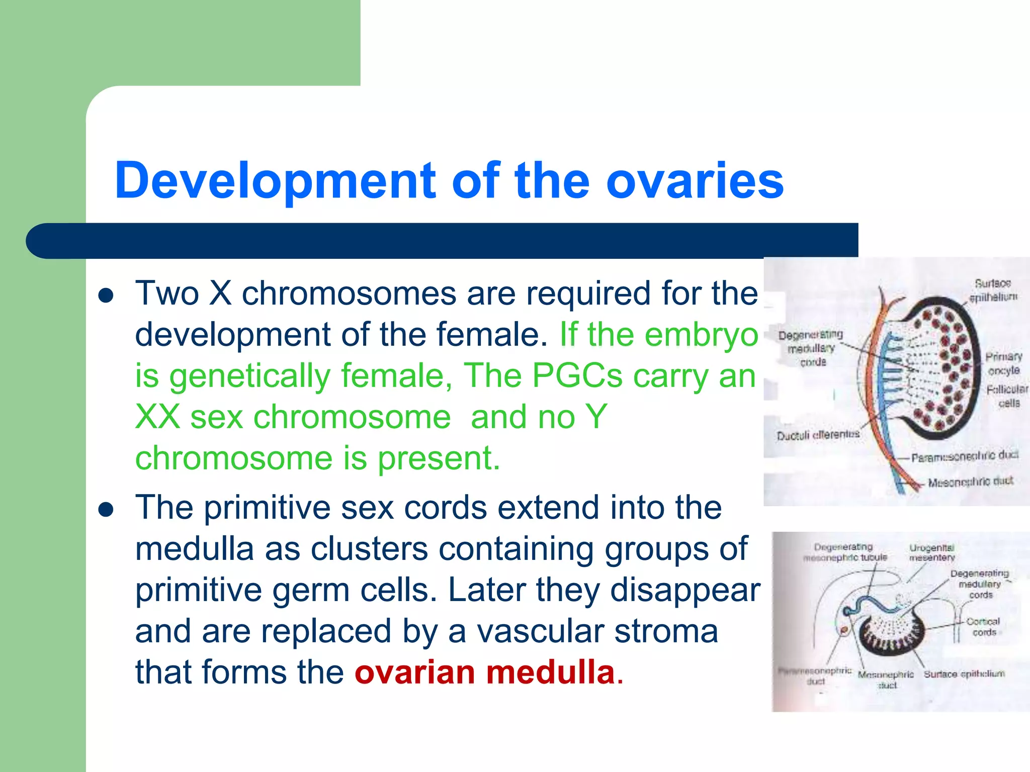Development of the male& female genital system.pptx