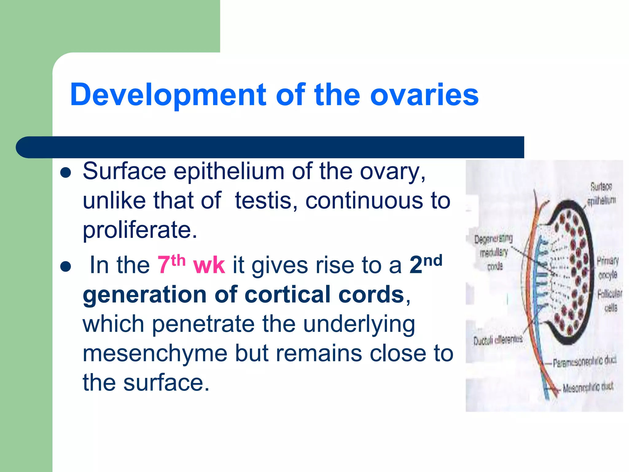Development of the male& female genital system.pptx