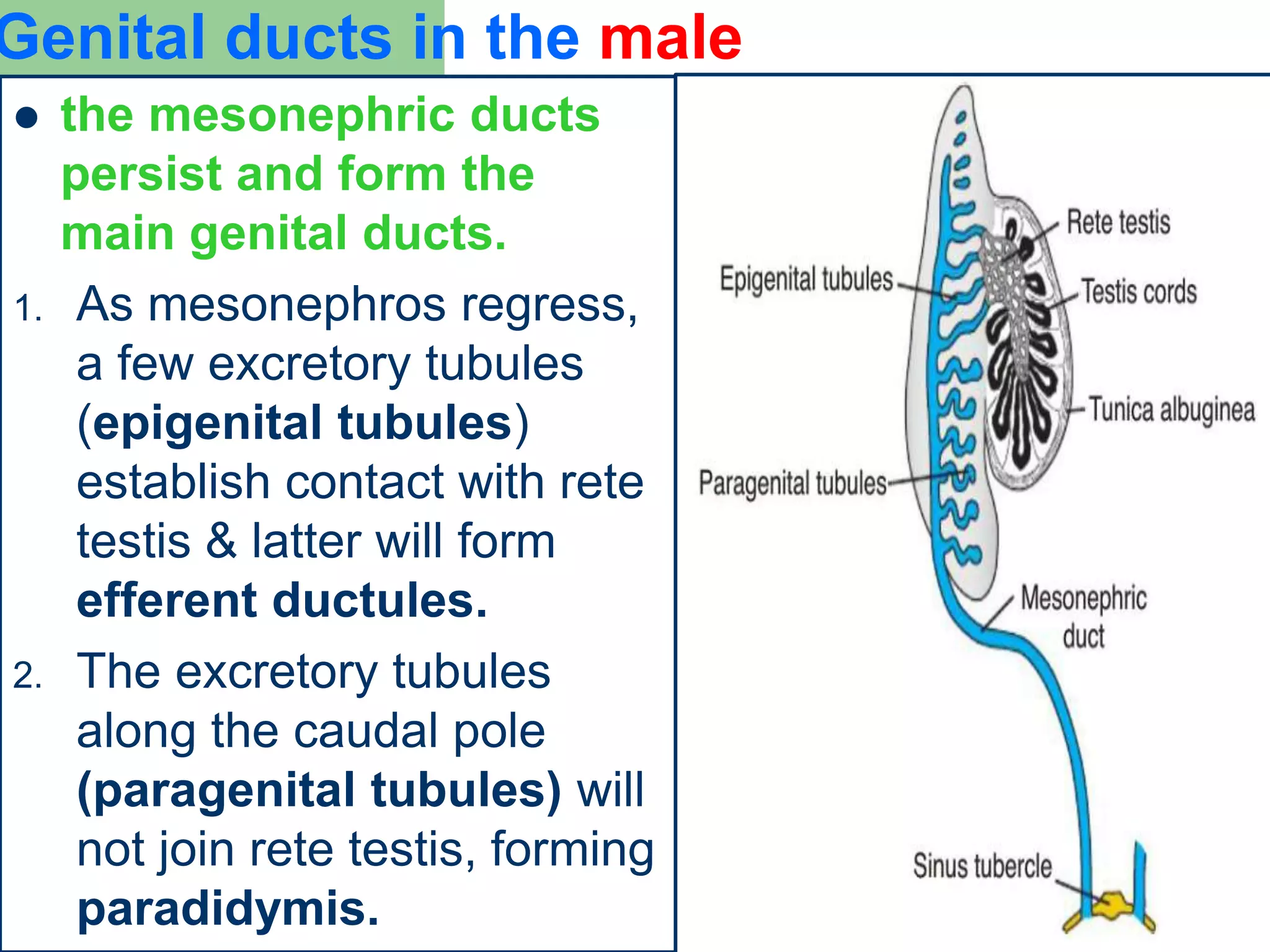 Development of the male& female genital system.pptx