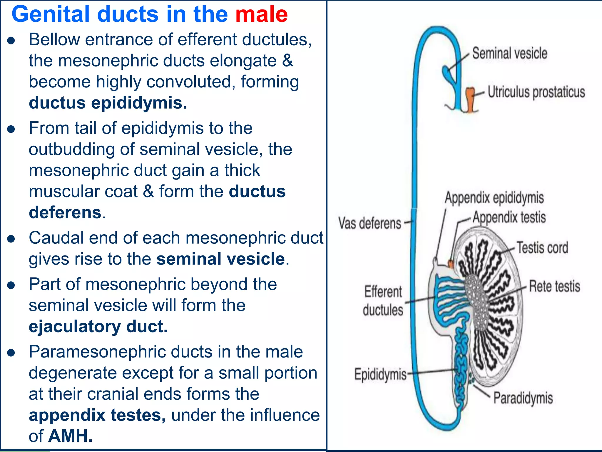 Development of the male& female genital system.pptx