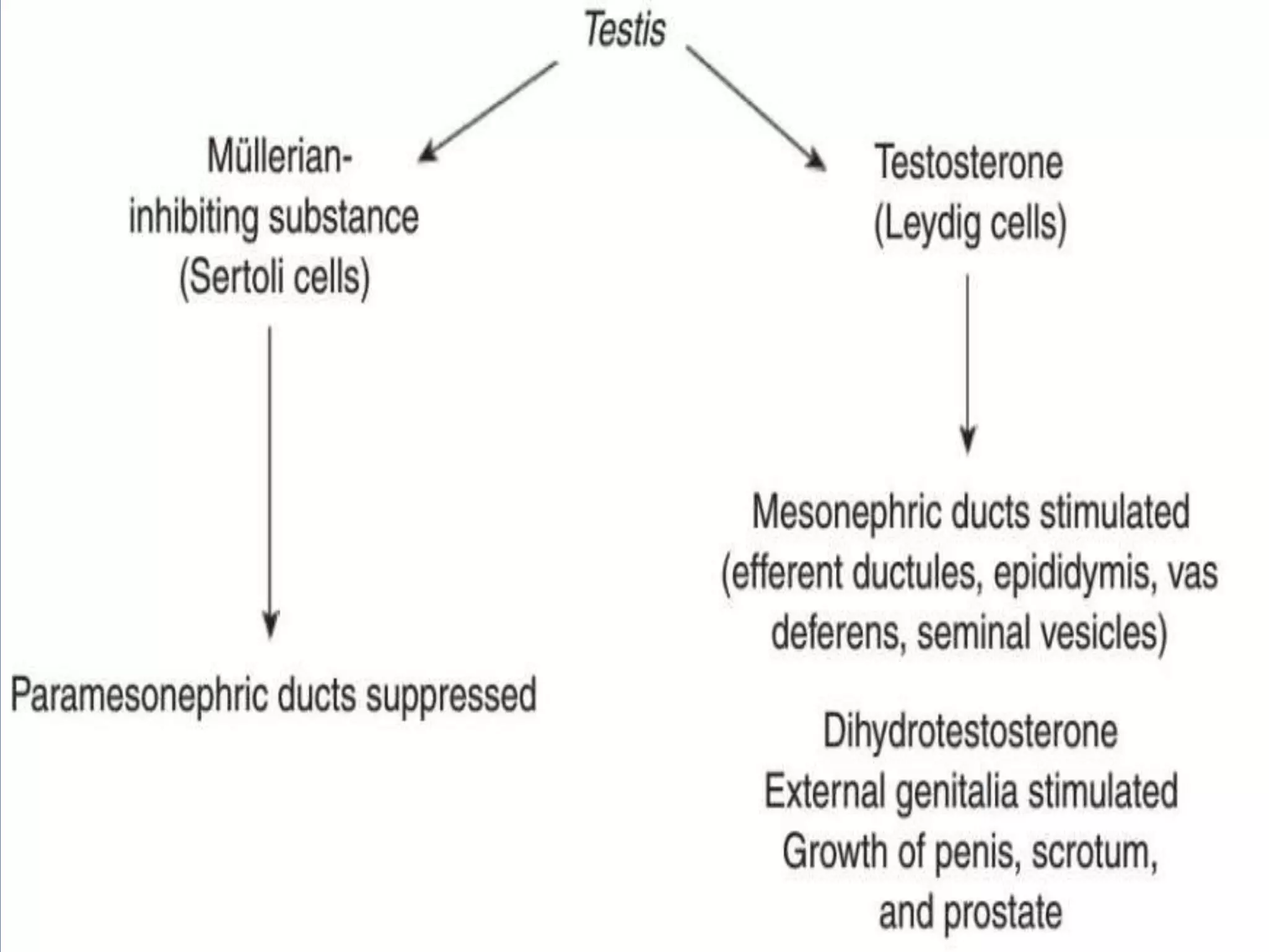 Development of the male& female genital system.pptx