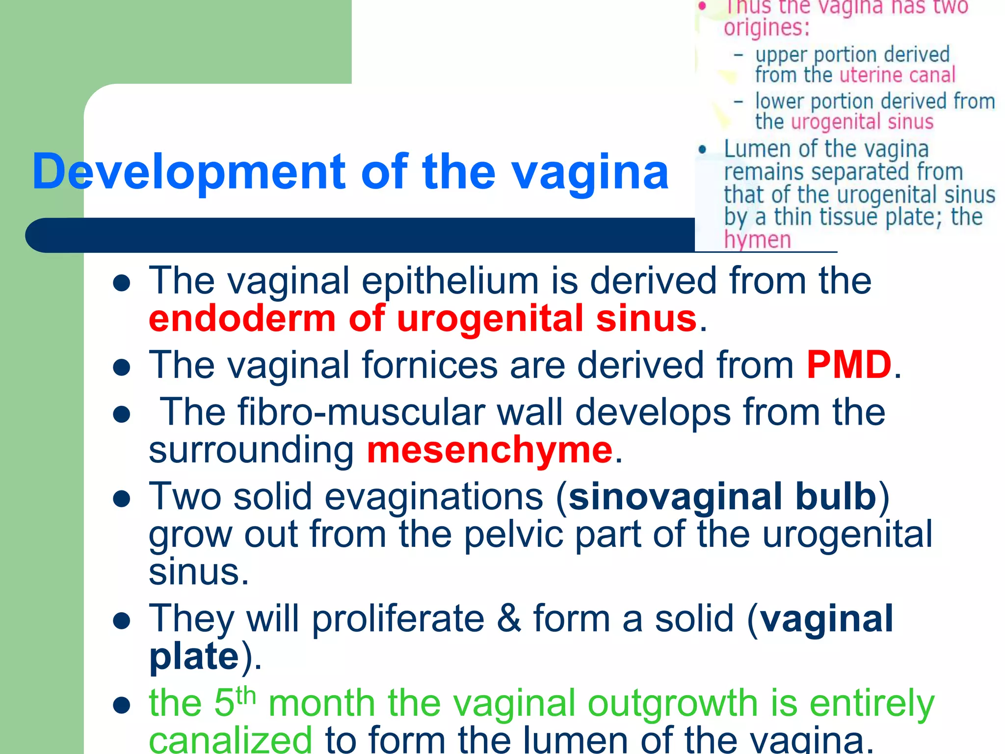 Development of the male& female genital system.pptx