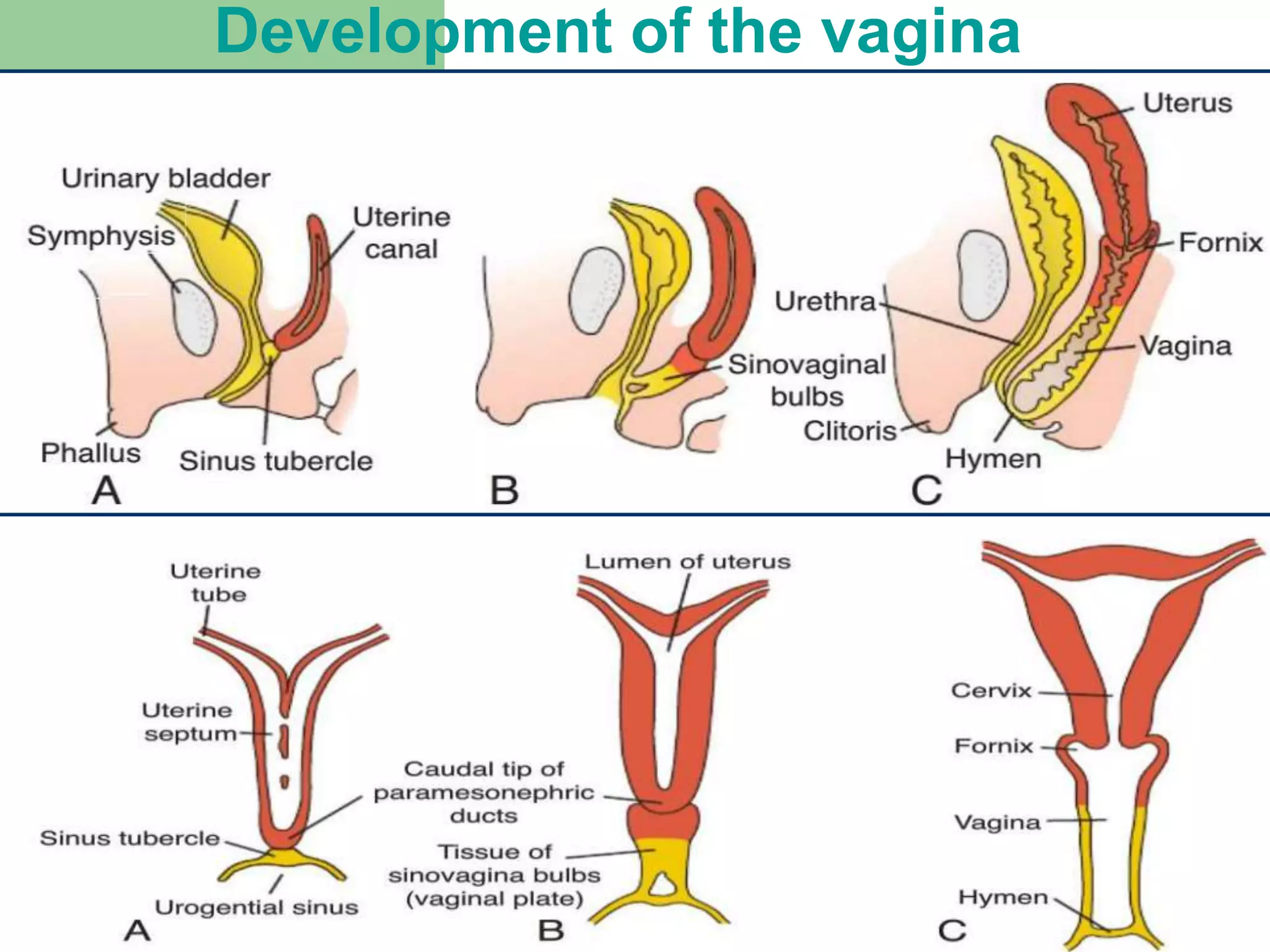Development of the male& female genital system.pptx