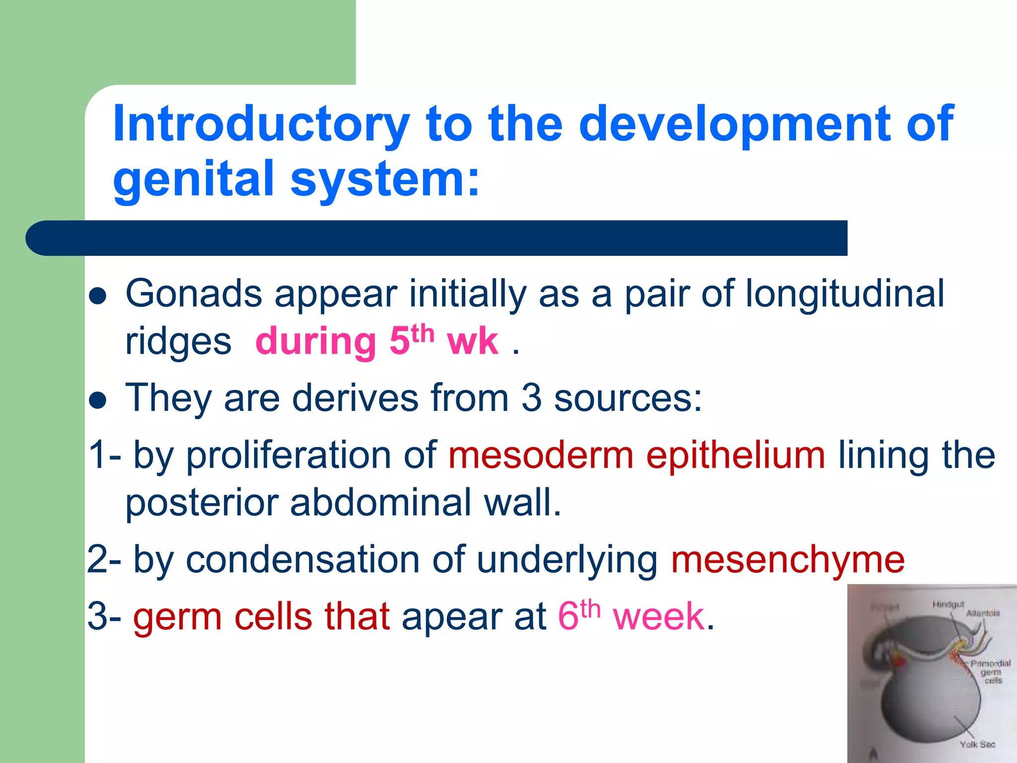 Development of the male& female genital system.pptx