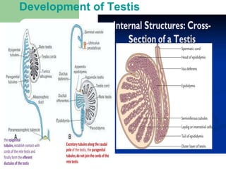 Development of the male& female genital system.pptx