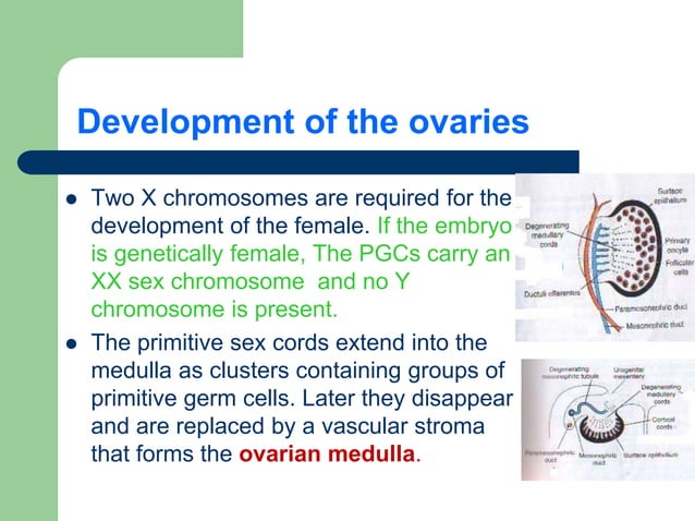 Development of the male& female genital system.pptx | Infertility ...