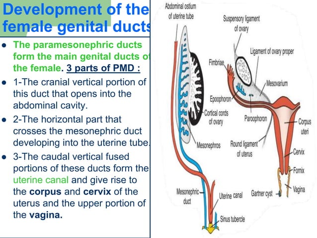 Development of the male& female genital system.pptx | Infertility | Reproductive Health