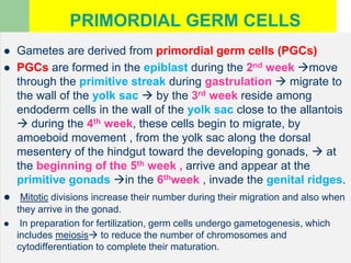 Development of the male& female genital system.pptx