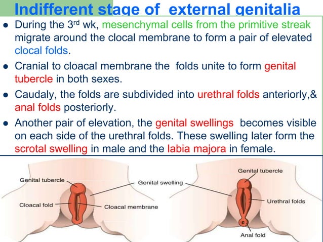 Development of the male& female genital system.pptx | Infertility | Reproductive Health