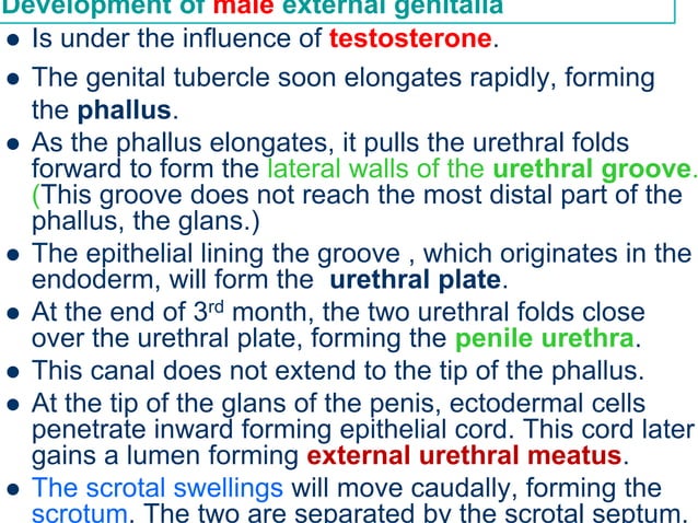 Development of the male& female genital system.pptx | Infertility | Reproductive Health