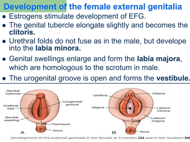 Development of the male& female genital system.pptx | Infertility | Reproductive Health