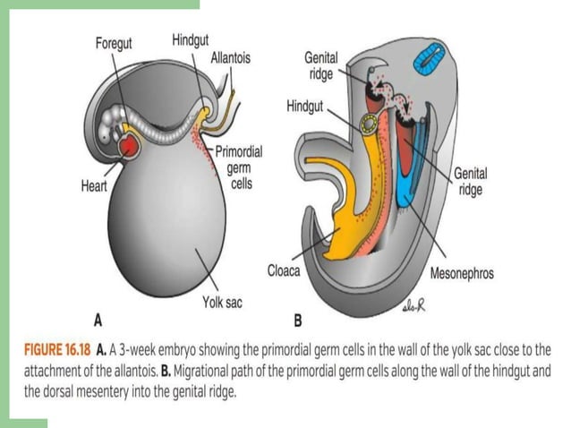 Development of the male& female genital system.pptx | Infertility | Reproductive Health