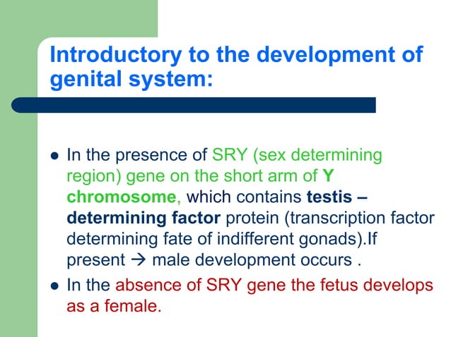 Development of the male& female genital system.pptx | Infertility ...