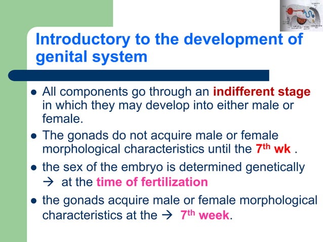 Development of the male& female genital system.pptx | Infertility ...