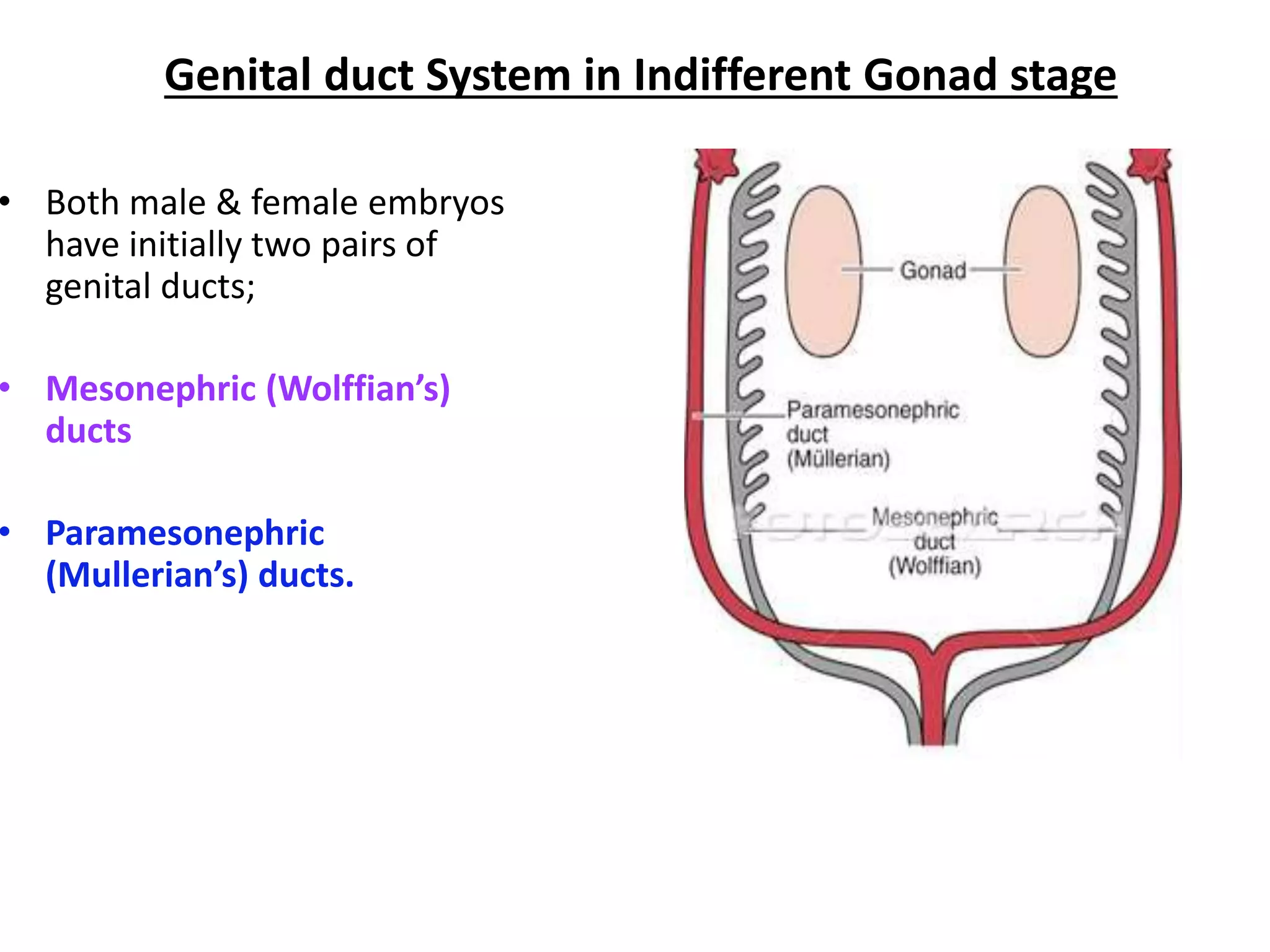 Development of the male reproductive system | PPTX