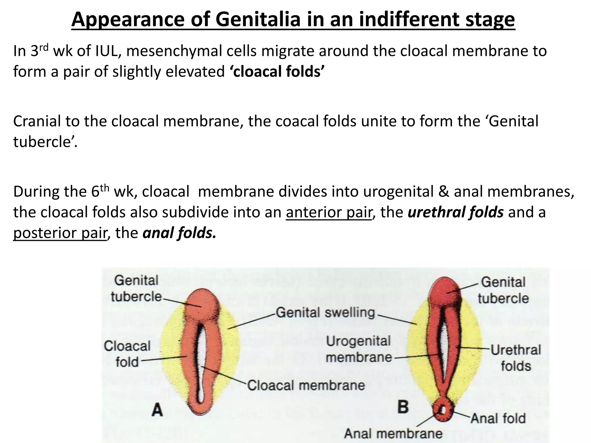 Development of the male reproductive system | PPTX