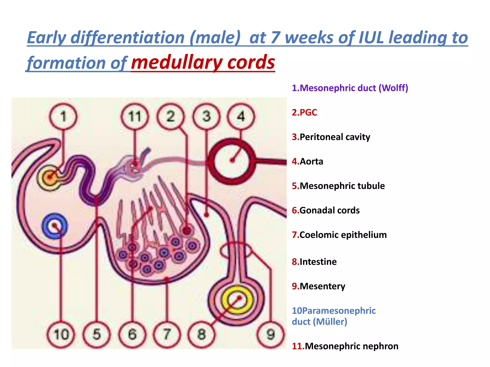 Development of the male reproductive system | PPTX