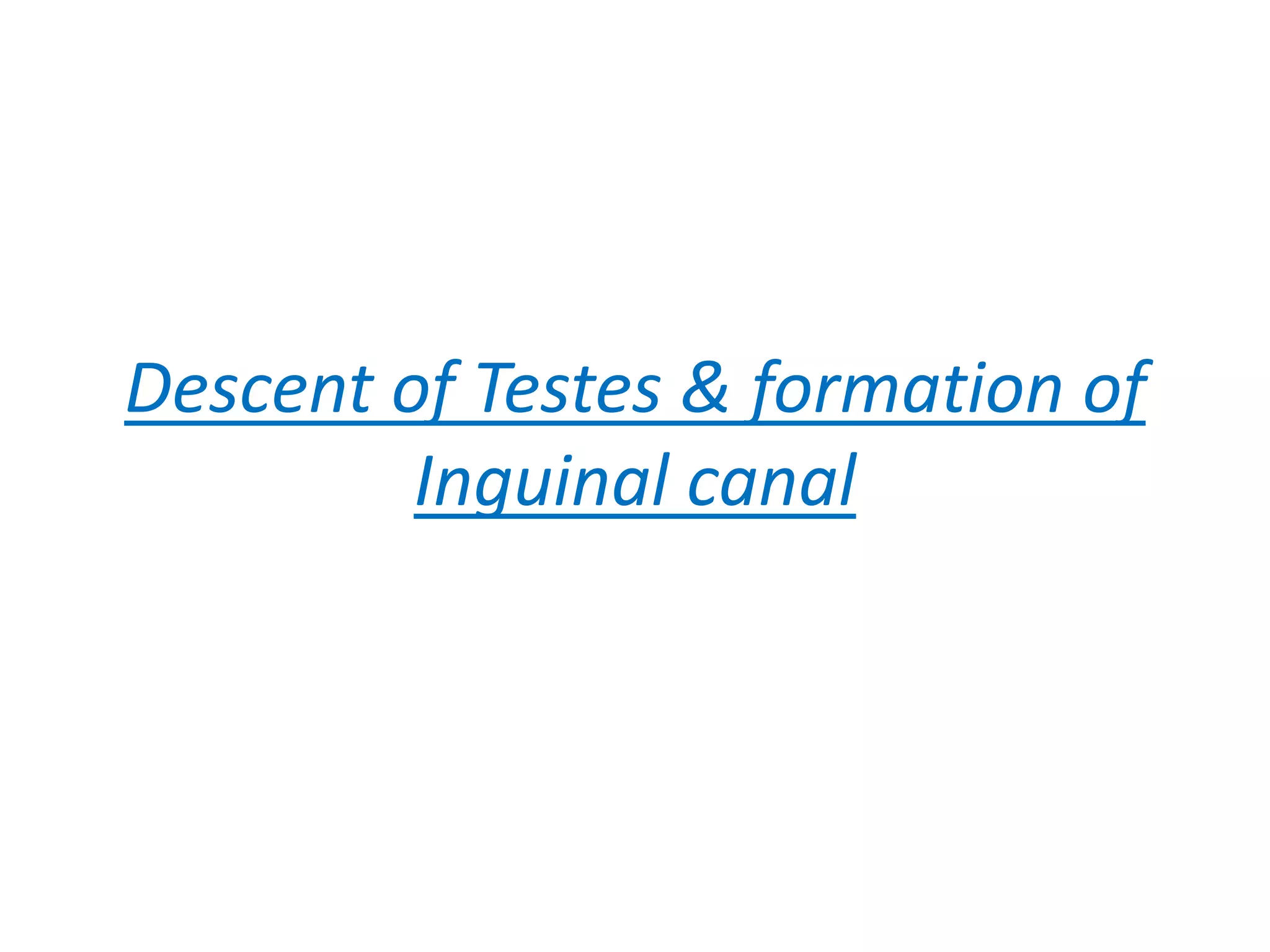 Development of the male reproductive system | PPTX