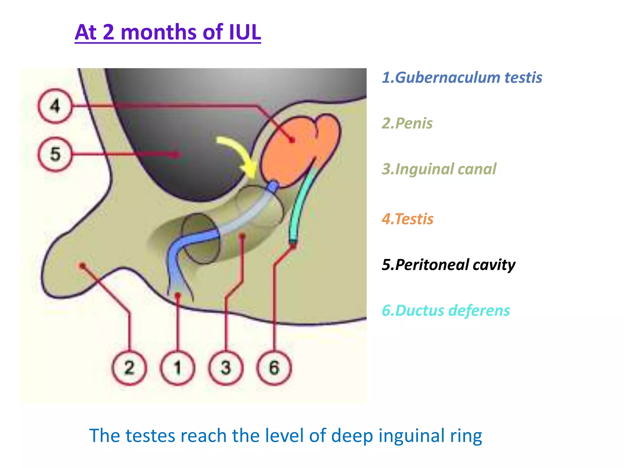 Development of the male reproductive system | PPTX