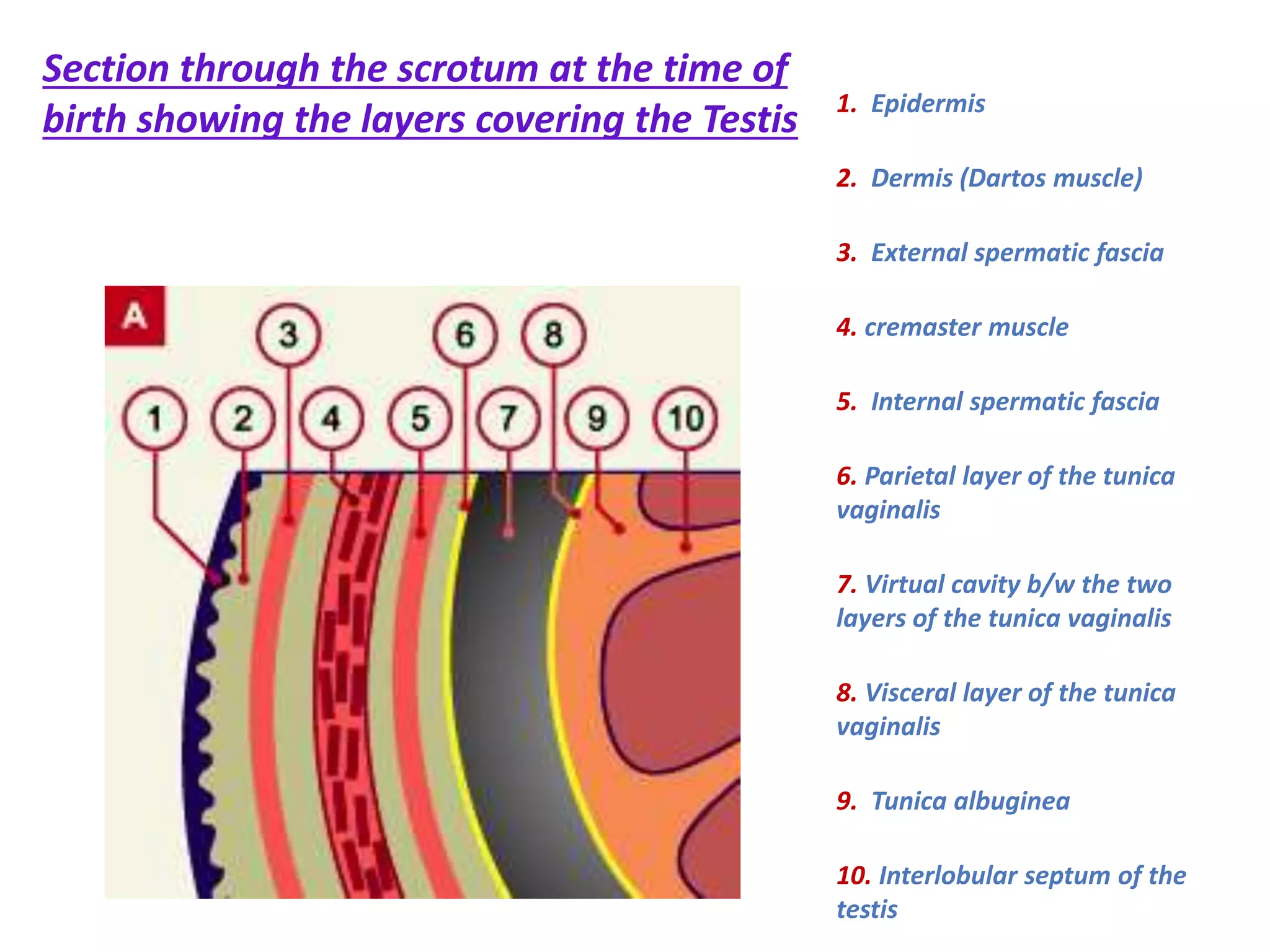Development of the male reproductive system | PPTX
